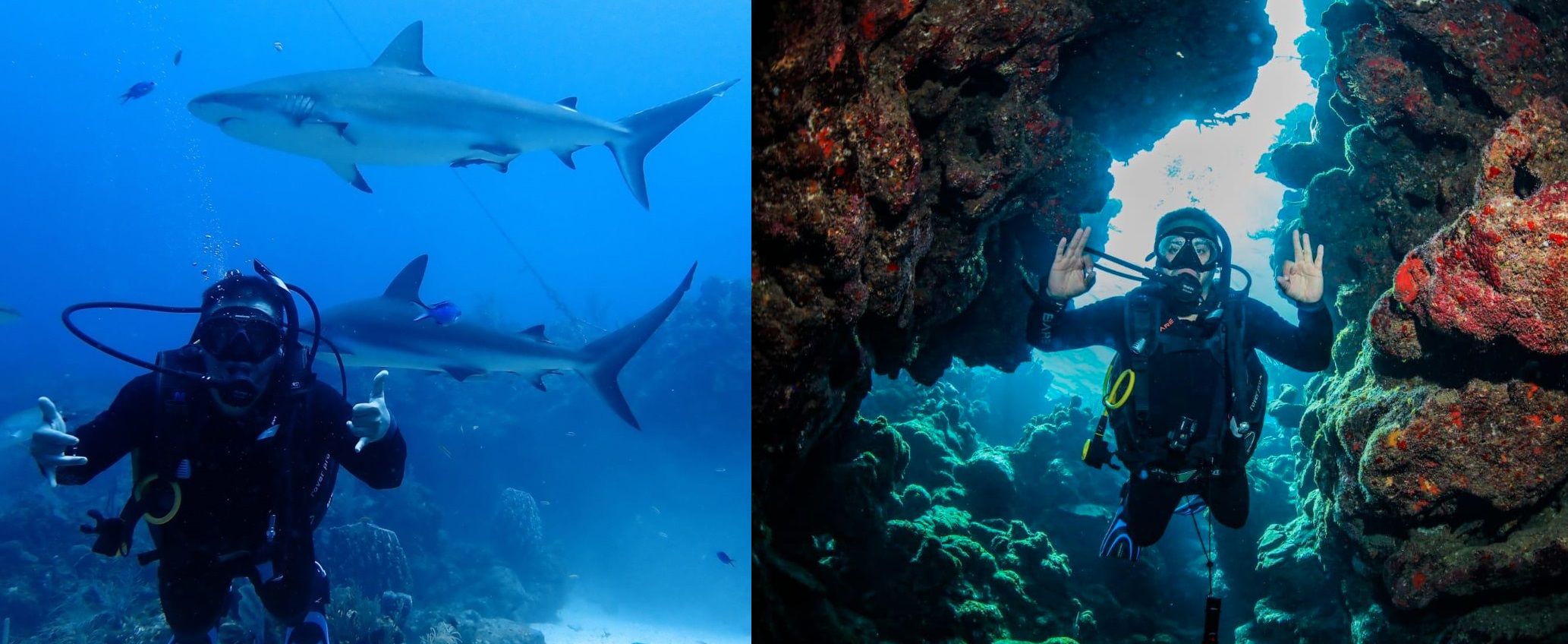 Diving - Roatan - Face to Face - Sharks - 2024 - Check Point CheckMates